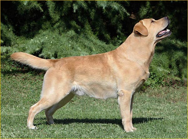 Dolphingham Labradors - Martinstide Roll The Dice