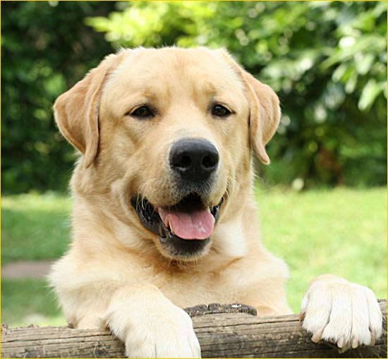 Dolphingham Labradors - Martinstide Roll The Dice